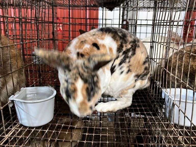 Tri Color Mini Rex Buck w/ Pedigree - Rogers Community Auction Inc.