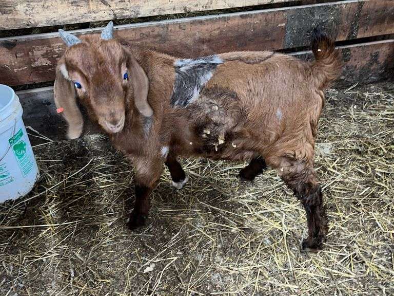 Red Dappled Boer Cross Billy - 5 Mos Old - Rogers Community Auction Inc.