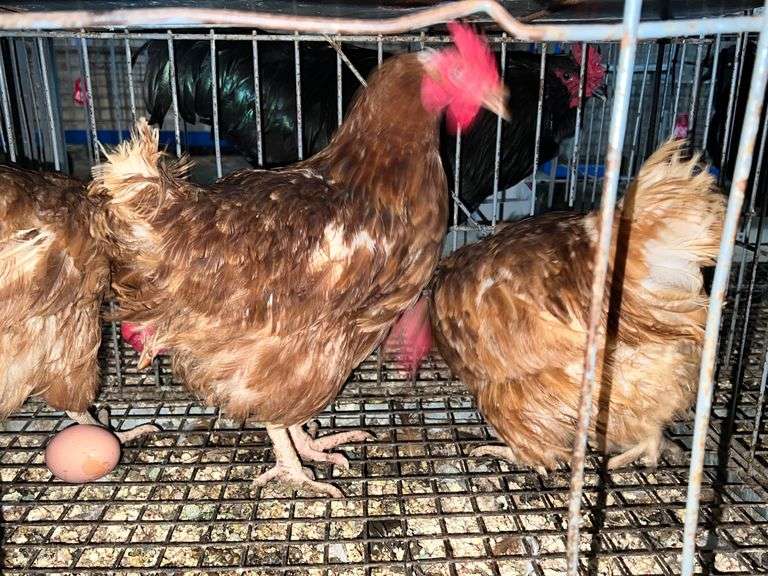 3 Red Laying Hens - Rogers Community Auction Inc.