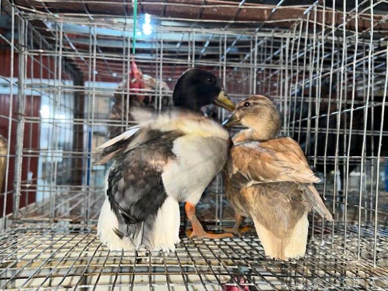 Pair Blue Fawn Call Ducks - 2022 Hatch - Rogers Community Auction Inc.
