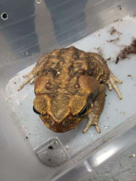 Buffalo Toad - Rogers Community Auction Inc.