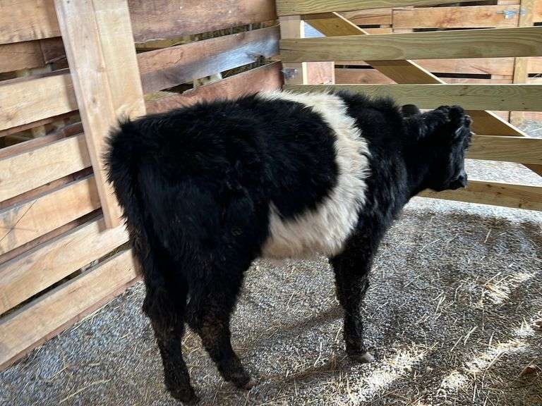 Hereford x Belted Galloway Heifer - 8 Mos Old - Rogers Community ...