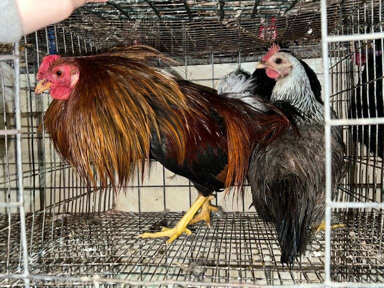 Pair Phoenix Bantams - Rogers Community Auction Inc.