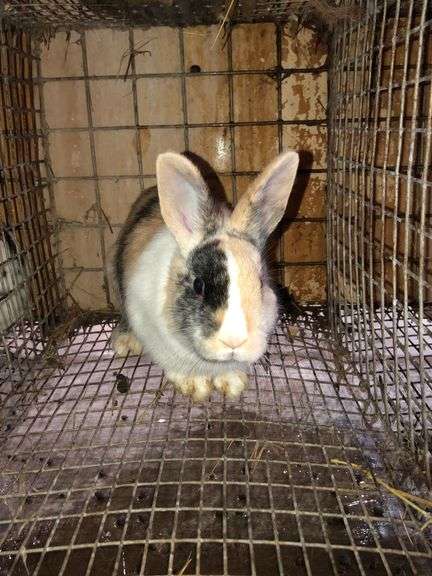 Tri Color Doe - Rogers Community Auction Inc.