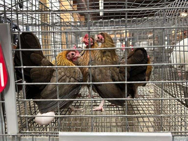 4 Black Crested Red Banty Hens - Rogers Community Auction Inc.