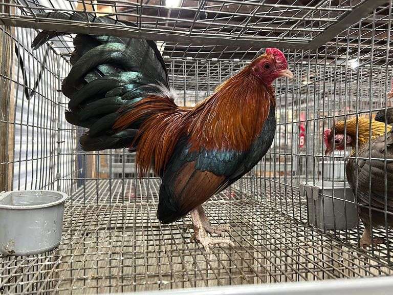 Black Crested Red Banty Rooster - Rogers Community Auction Inc.