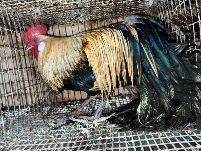 Pair Golden Phoenix Chickens - Rogers Community Auction Inc.