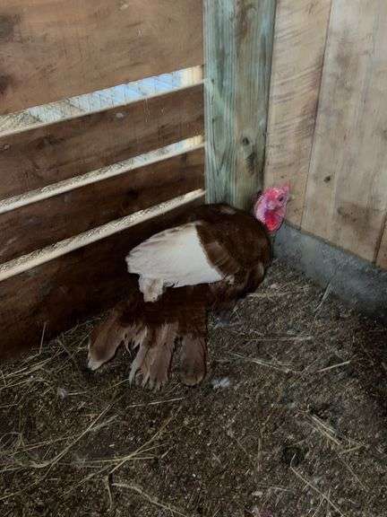 Jersey Buff Tom Turkey - Rogers Community Auction Inc.