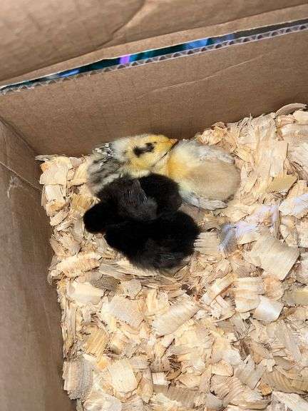 4 Straight Run Assorted Bantam Chicks - Rogers Community Auction Inc.