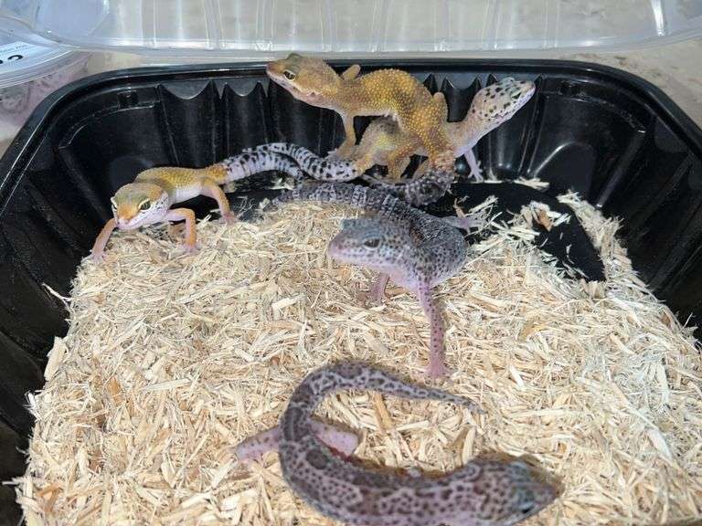 5 Leopard Geckos - 3 Males & 2 Females - 3 Mos Old - Friendly - Rogers ...