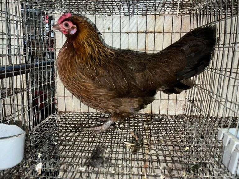 Banty Hen - Rogers Community Auction Inc.