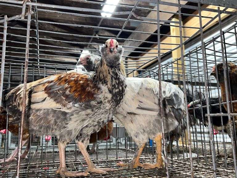 2 Brahma Cross Roosters - Rogers Community Auction Inc.