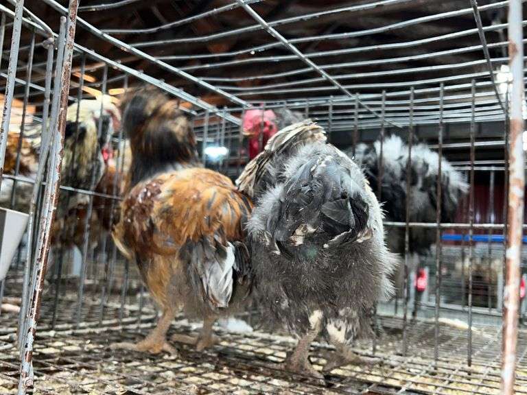 2 Brahma Cross Roosters - Rogers Community Auction Inc.