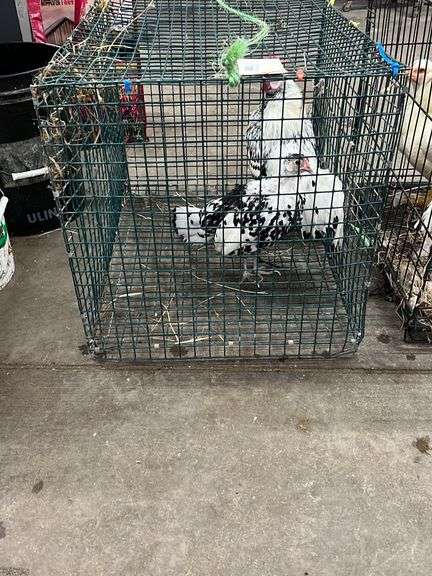 Pair Silver Spangled Hamburg Bantams - Show Quality w/ Cage - Rogers ...