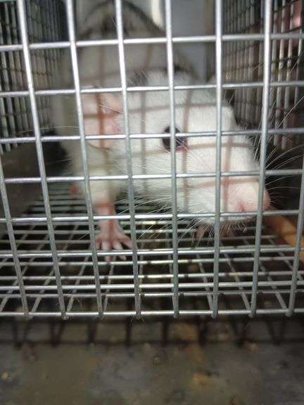 Female Rat - Need Container - Rogers Community Auction Inc.