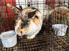 Tri Color Mini Rex Buck w/ Pedigree - Rogers Community Auction Inc.