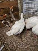 Female Embden Goose - Rogers Community Auction Inc.