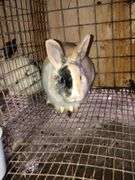 Tri Color Doe - Rogers Community Auction Inc.