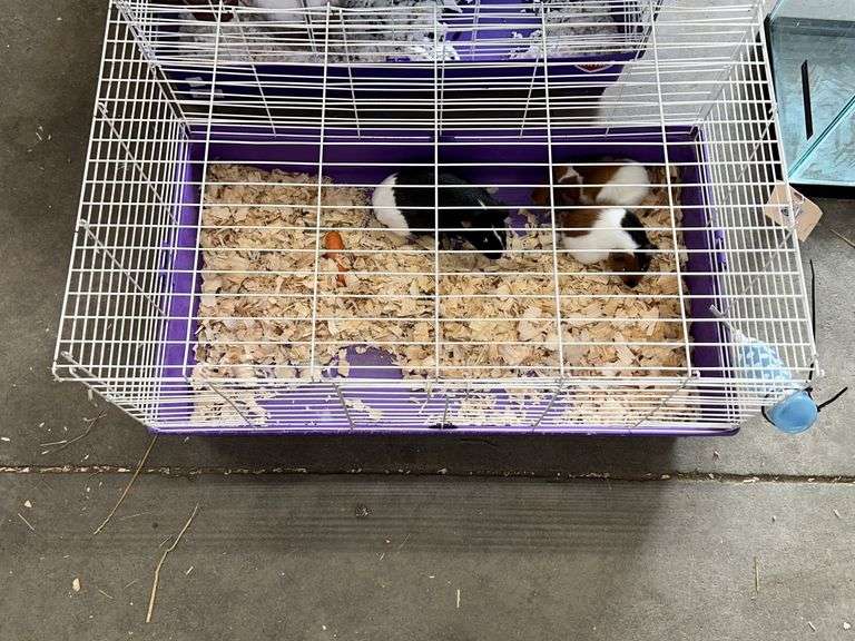 3 Female Guinea Pigs w/ Cage - Rogers Community Auction Inc.