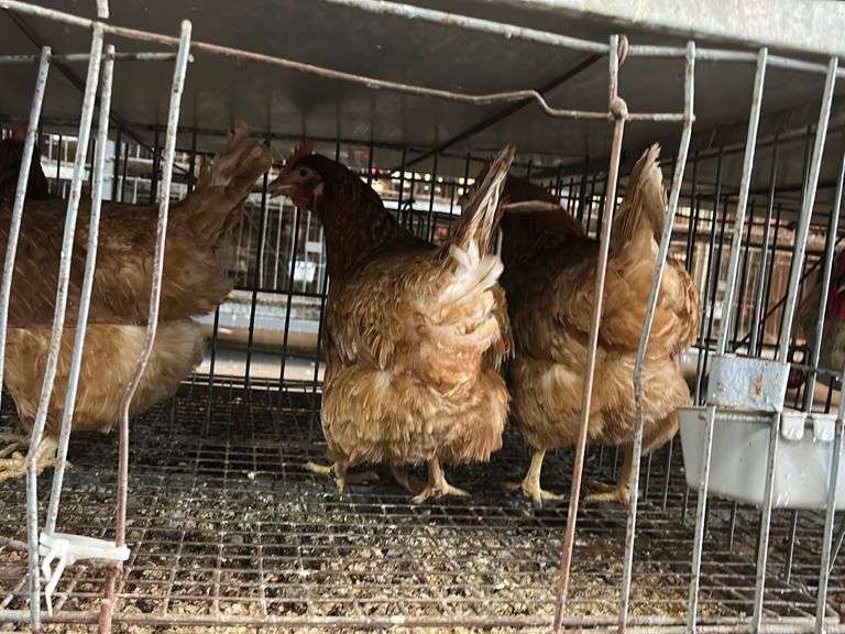 3 Isa Red Laying Hens - Rogers Community Auction Inc.