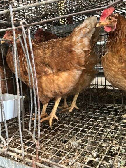3 Isa Red Laying Hens - Rogers Community Auction Inc.