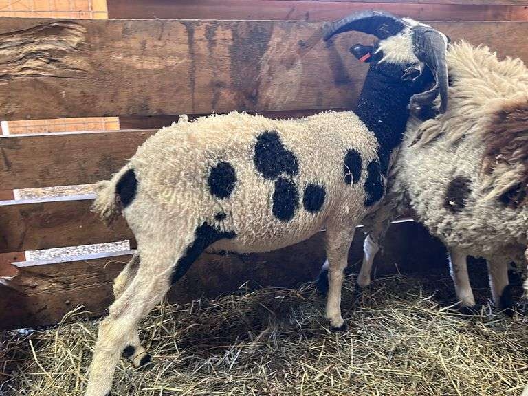 4 Horn Jacobs Ram - 6 Mos Old - Rogers Community Auction Inc.