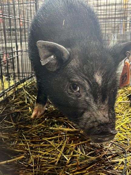 Male Pot Belly Pig - Health Papers - Rogers Community Auction Inc.