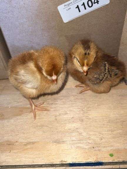 10 Rhode Island Red Cross Chicks - Rogers Community Auction Inc.
