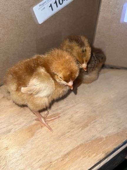 10 Rhode Island Red Cross Chicks - Rogers Community Auction Inc.