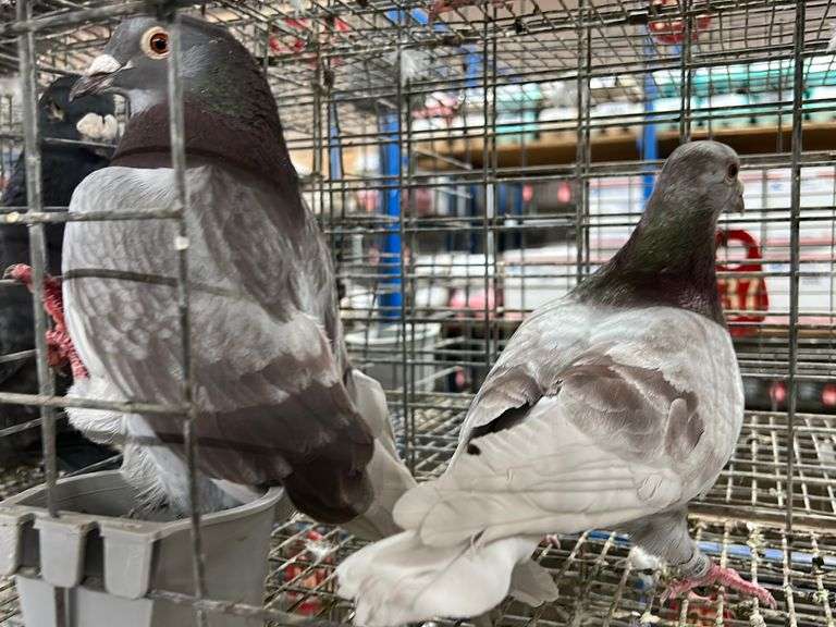 Pair Racing Homer Pigeons - Rogers Community Auction Inc.