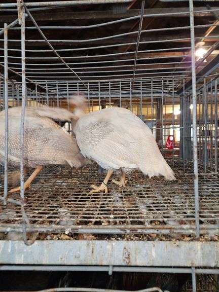 2 Female Buff Dundotte Guineas - Rogers Community Auction Inc.