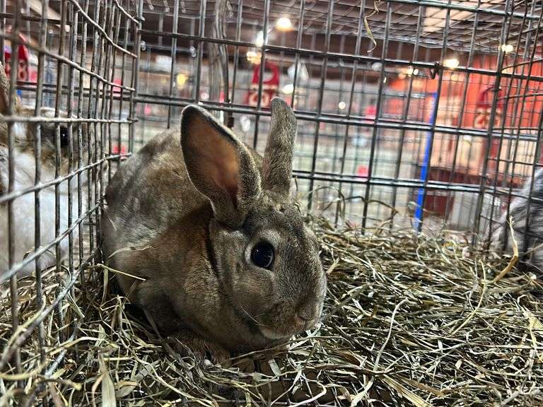 Castor Mini Rex Doe - 8 Wks Old - Rogers Community Auction Inc.