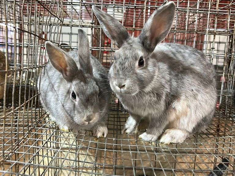 2 Rabbits - Rogers Community Auction Inc.