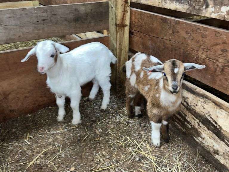 Boer Nanny w/ 2 Kids - Sells as a Family - Rogers Community Auction Inc.