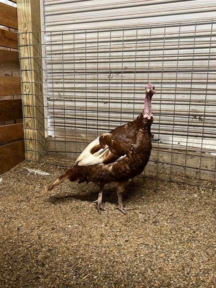 Bourbon Red Jake Turkey - 10 Mos Old - Rogers Community Auction Inc.