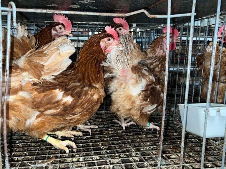 5 Red Laying Hens - Rogers Community Auction Inc.