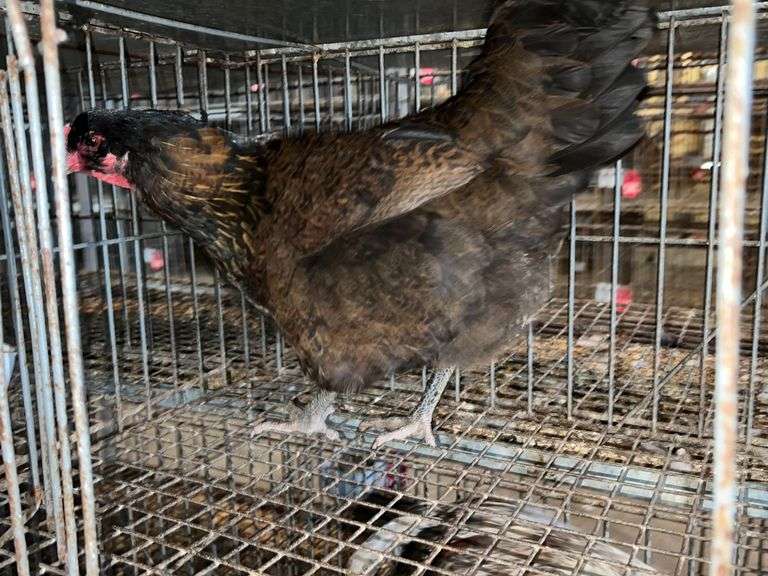 Easter Egger Hen Rogers Community Auction Inc 9076