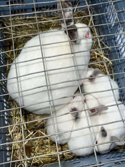 California Doe w/ 4 Bunnies - Sells as a Family - Rogers Community ...
