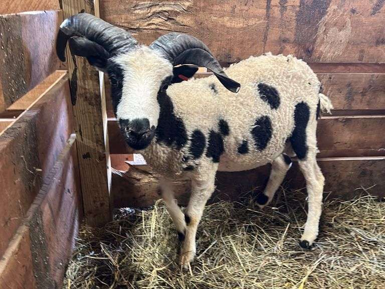 4 Horn Jacobs Ram - 6 Mos Old - Rogers Community Auction Inc.