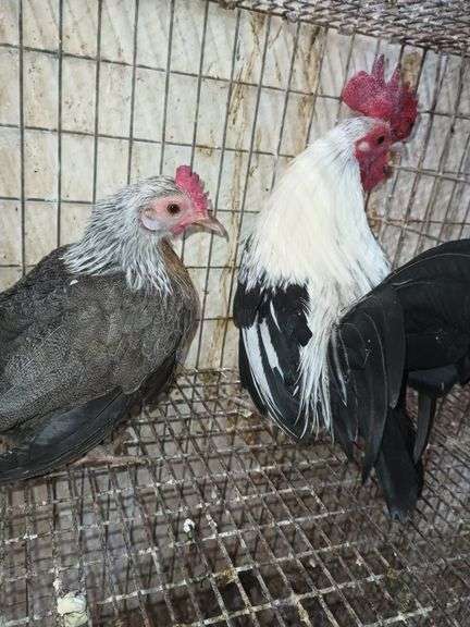 Pair Silver Duckwing Bantams - Rogers Community Auction Inc.