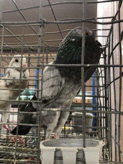 Pair Brunner Pouter Pigeons - Rogers Community Auction Inc.