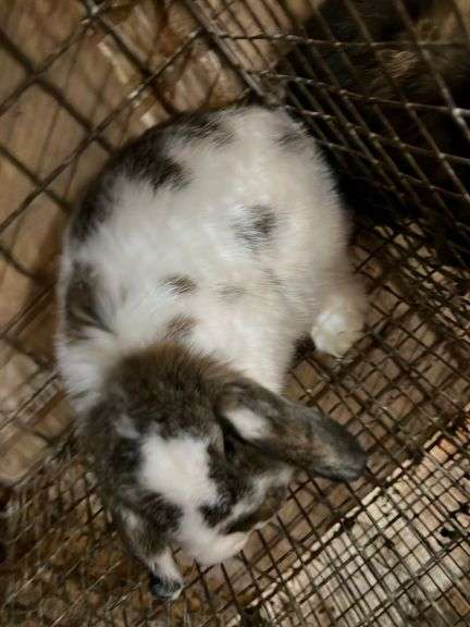 Broken Chestnut Mini Lop Doe - Rogers Community Auction Inc.