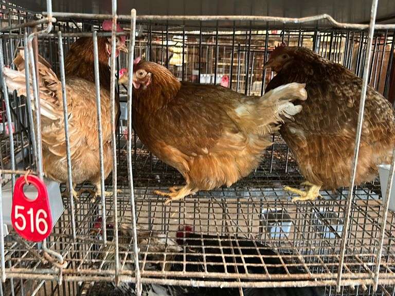 3 Isa Red Laying Hens - Rogers Community Auction Inc.