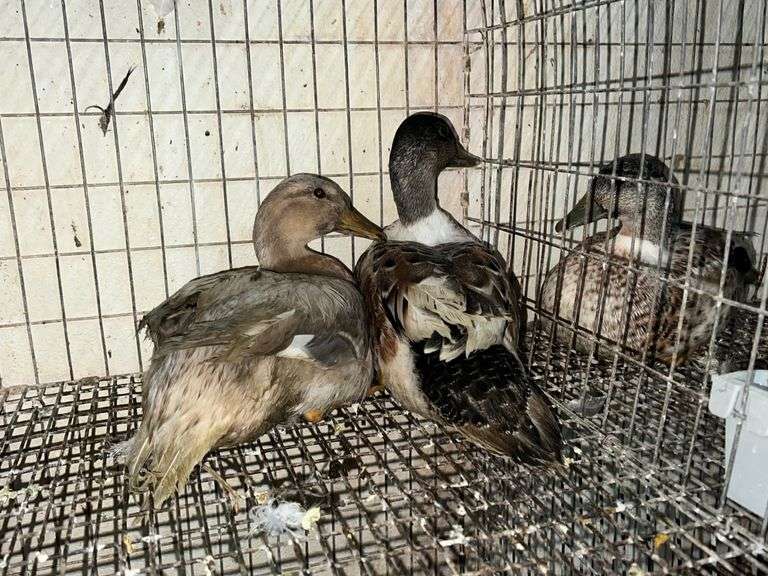 Pair Snowy Call Ducks - 9 Wks Old - Rogers Community Auction Inc.