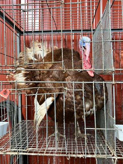 Bourbon Red Tom Turkey - 2 Yrs Old - Rogers Community Auction Inc.