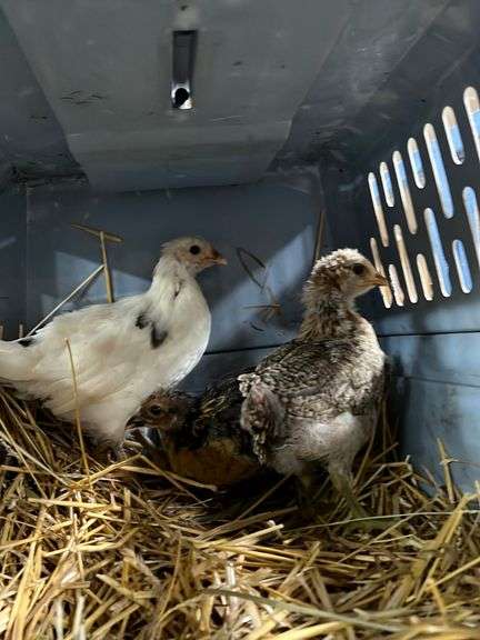 3 Barnyard Mix Chicks w/ Crate - Rogers Community Auction Inc.