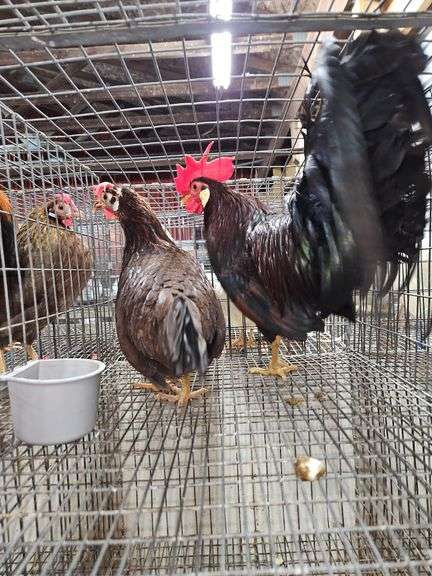 Pair Single Comb Dark Brown Leghorn Banties - Rogers Community Auction Inc.