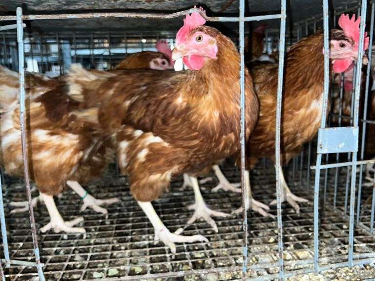 5 Red Laying Hens - Rogers Community Auction Inc.