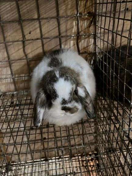 Broken Chestnut Mini Lop Doe - Rogers Community Auction Inc.
