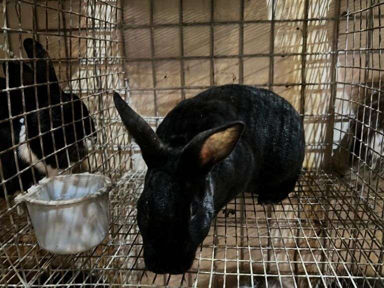 Rabbit - Rogers Community Auction Inc.